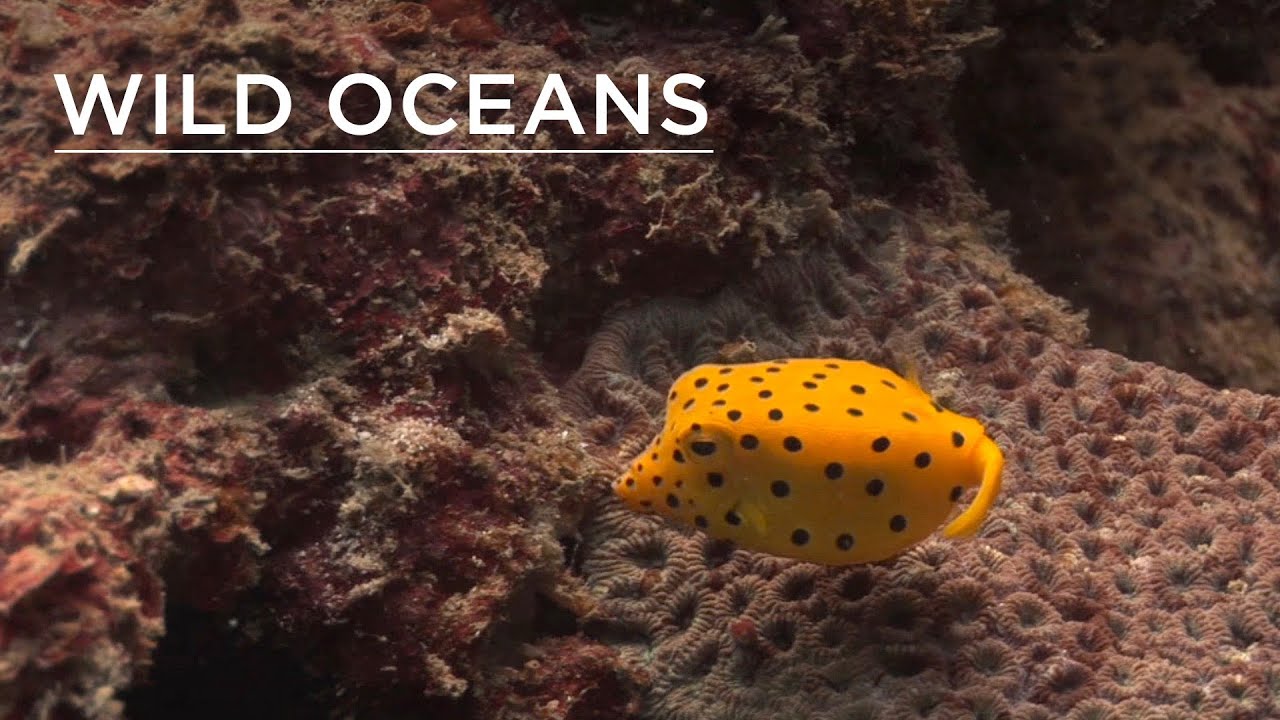 Square fish & a three-legged turtle - YouTube