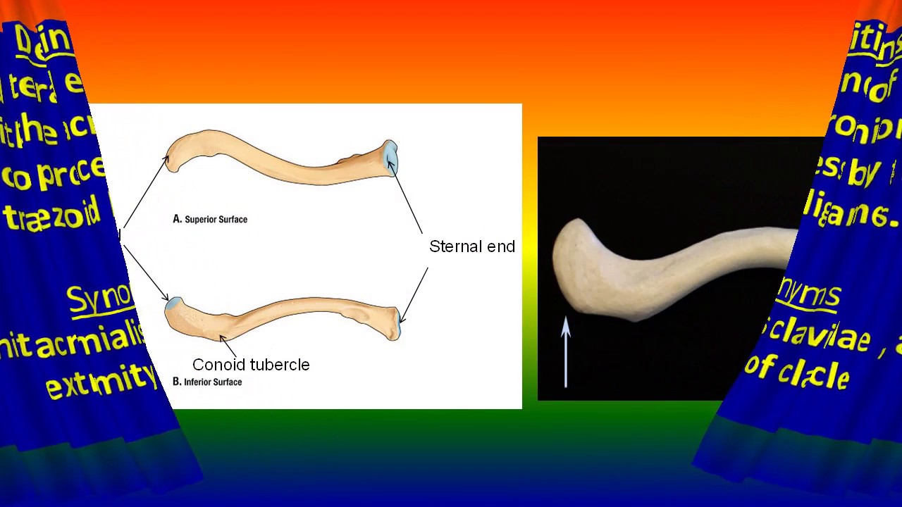 Acromial End Of Clavicle - YouTube