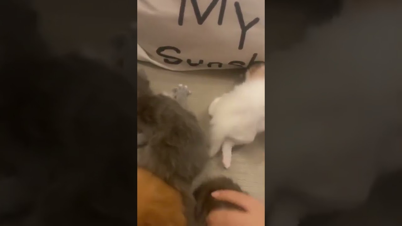 muhammad sumbul hd version - YouTube