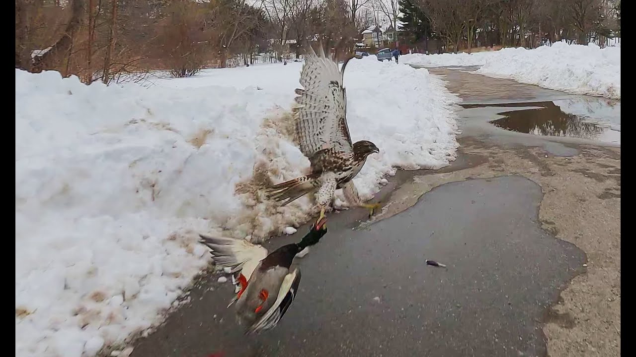 Hawk attacks duck - YouTube