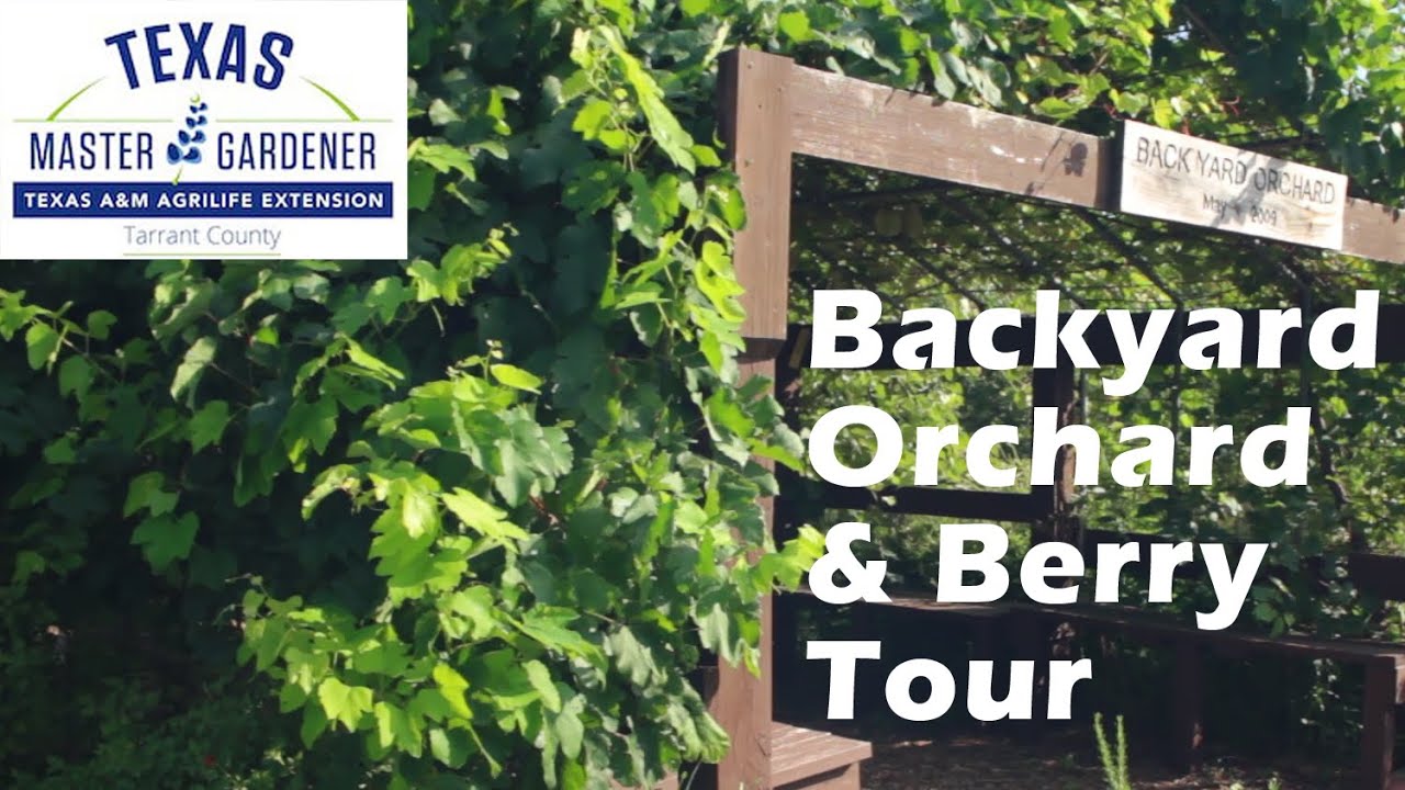 Backyard Orchard and Berry Patch Tour - YouTube