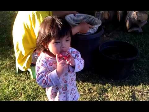 Asian Baby Pissed Off Being Videotaped with Pants Falling!! FUNNY ...