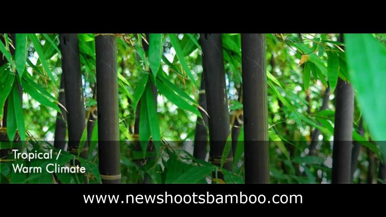 Tropical Bamboo and Warm Climate Bamboo - YouTube