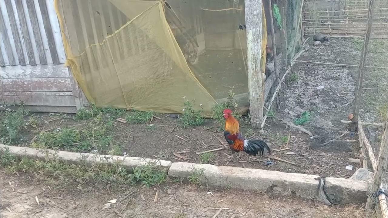 saib qaib dib ua si nawm cov phooj ywg nyiam qaib..6/1/2024 - YouTube