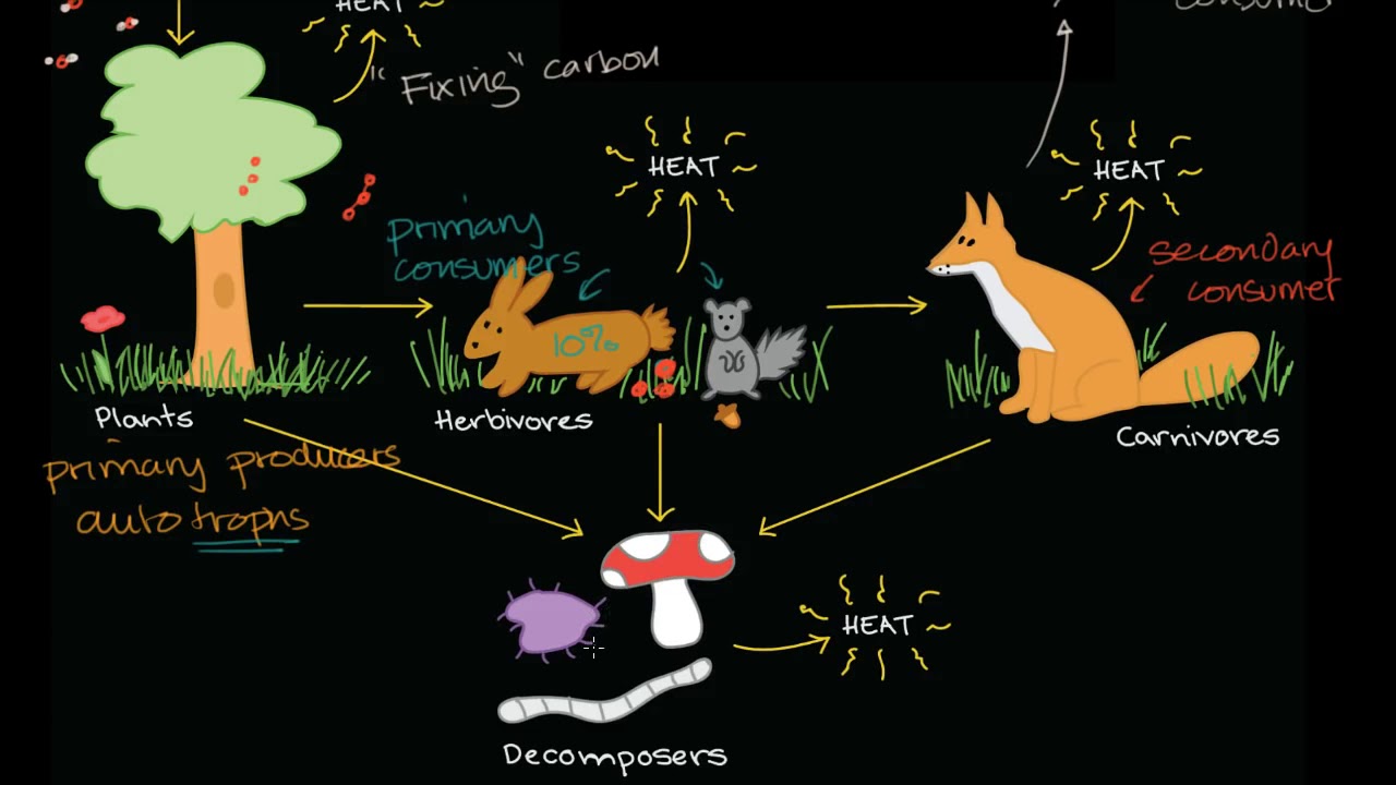 Flow Of Energy And Matter Through Ecosystem Ecology Khan Academy flow-of-energy-and-matter-through-ecosystem-ecology-khan-academy
