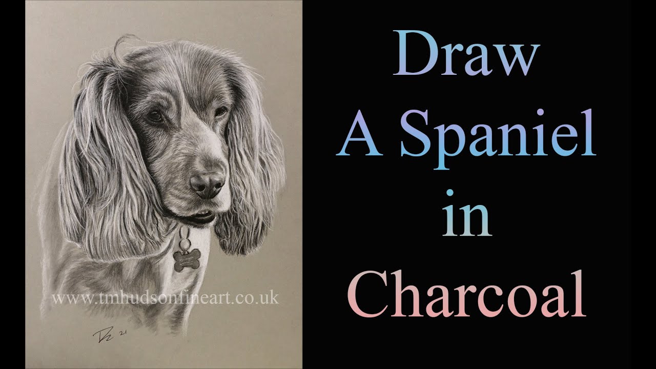 Draw a spaniel dog in charcoal - Speed drawing timelapse.. - YouTube