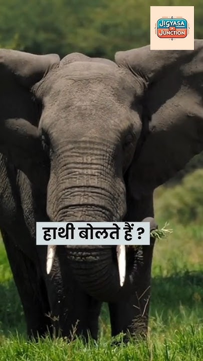 The Secret Language of Indian Elephants: Unveiled! #elephants # ...