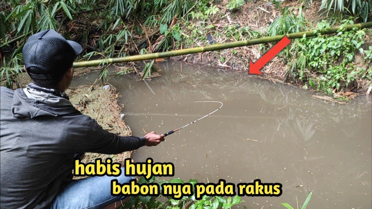 mancing wader pas di air keruh sehabis hujan,, mantap babon2 lur - YouTube