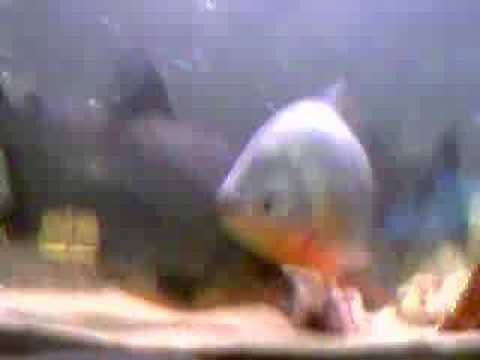 my fish eating a large rat part 3 - YouTube