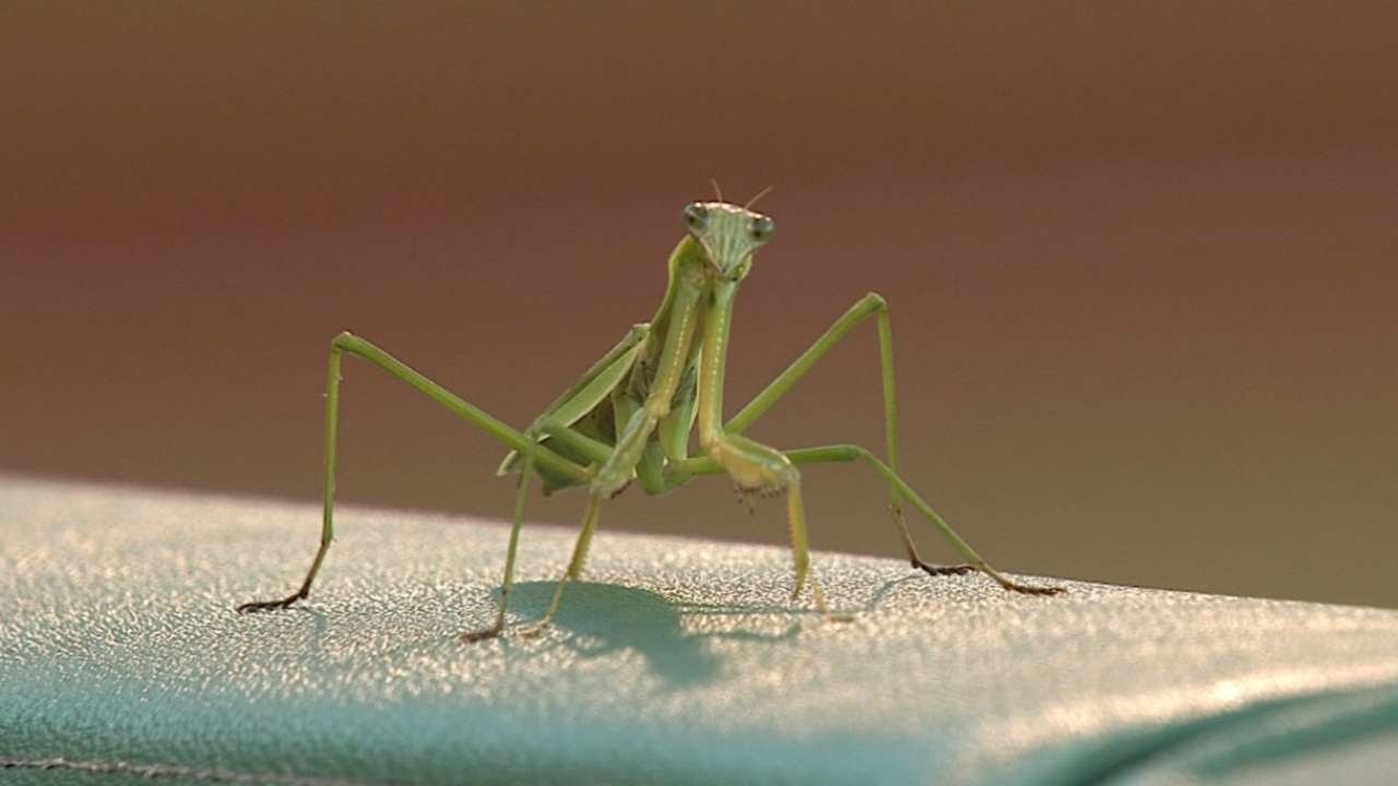 Praying mantis climbs on Perez before game - YouTube