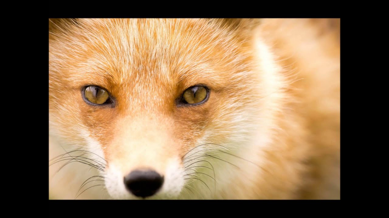 find the fox - xtc cover by the kevin macdonald band - YouTube