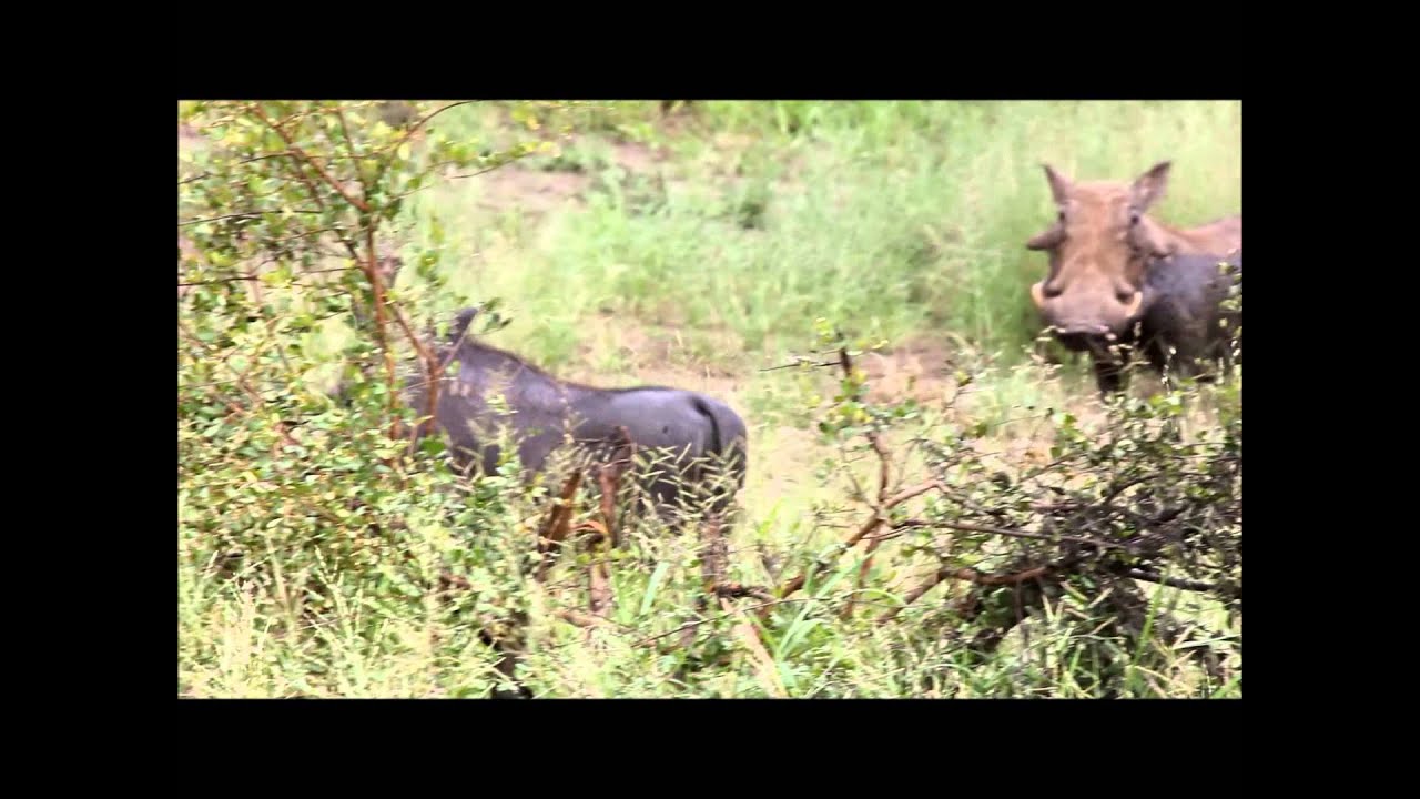 Real life Pumba! Warthogs spotted on African safari - YouTube