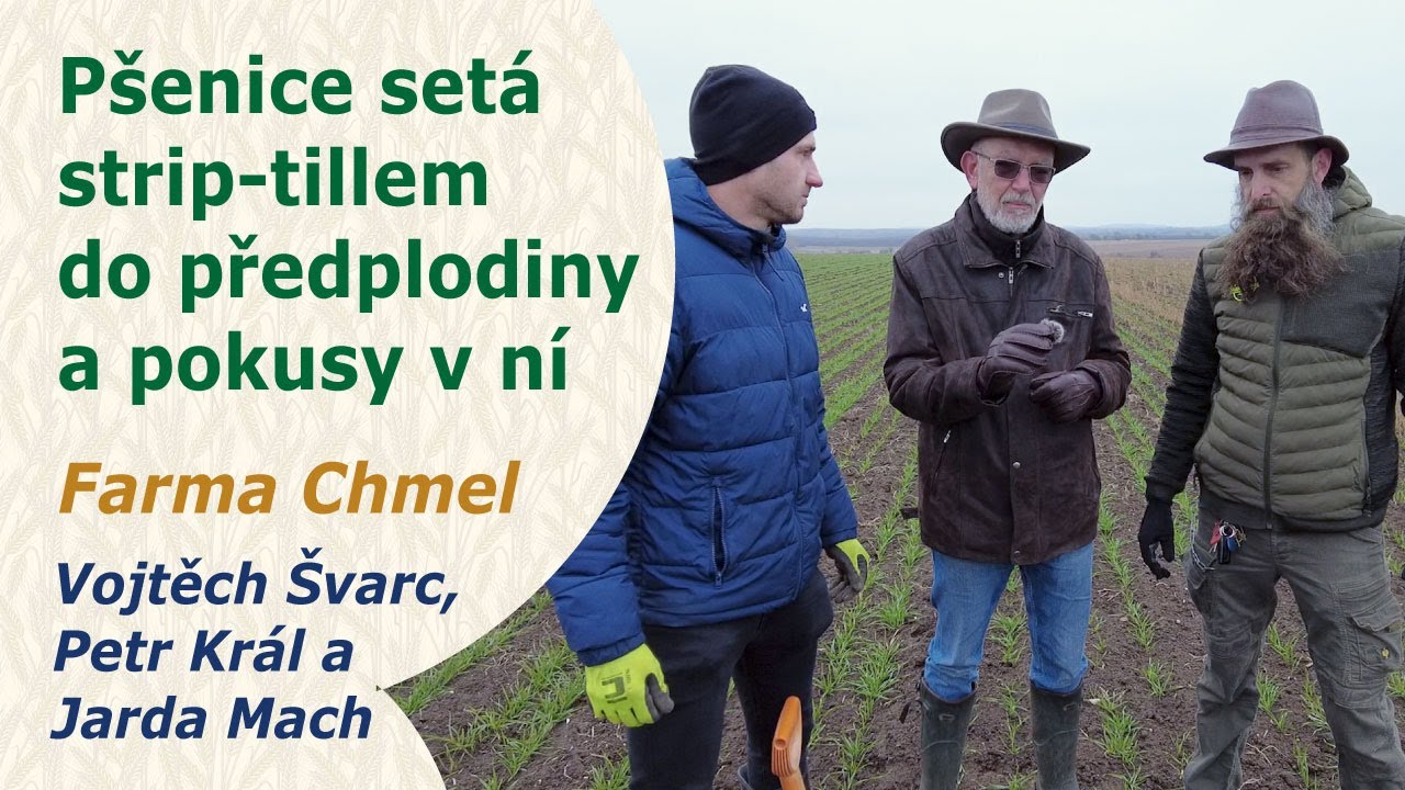 Ozimá pšenice – po hrachu v suchém podzimu – Farma Chmel. Vojtěch Švarc ...
