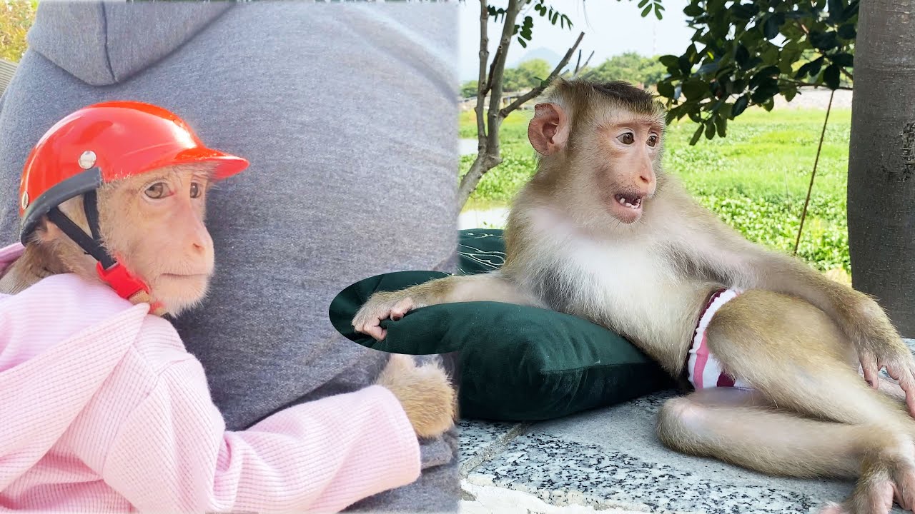 Monkey Lyly enlisted of sunbathing after returning from the market ...