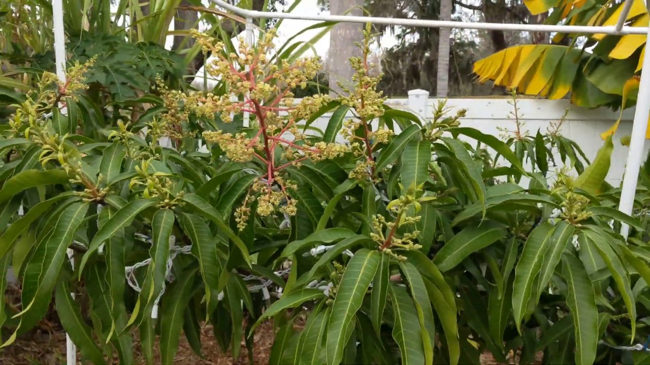 Rosigold mango is in full bloom! - YouTube