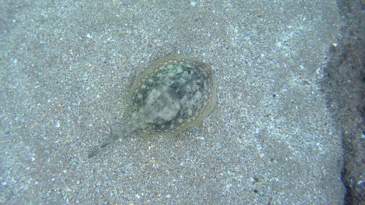 Yellow Spotted Ray - YouTube