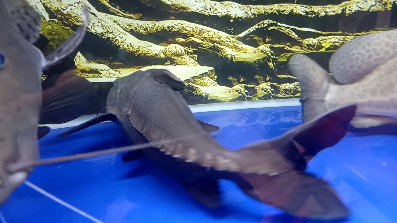 Ripsaw Catfish! - YouTube