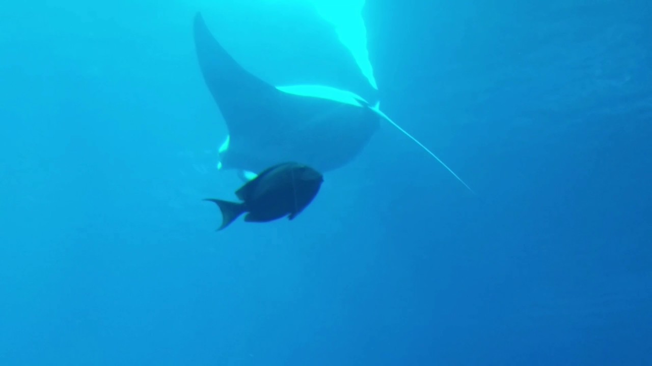 Manta Ray Flipping - YouTube