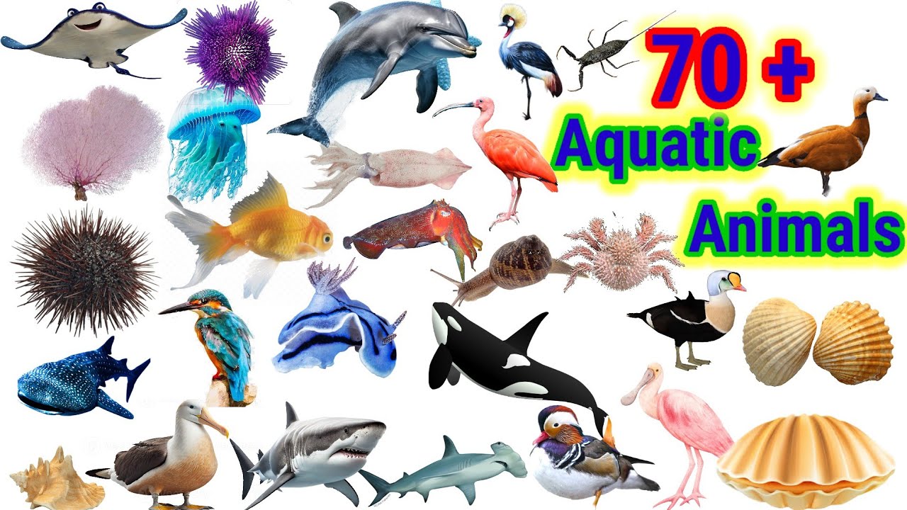 Aquatic Animals name in english|Aquatic Animals Vocabulary|Aquatic ...