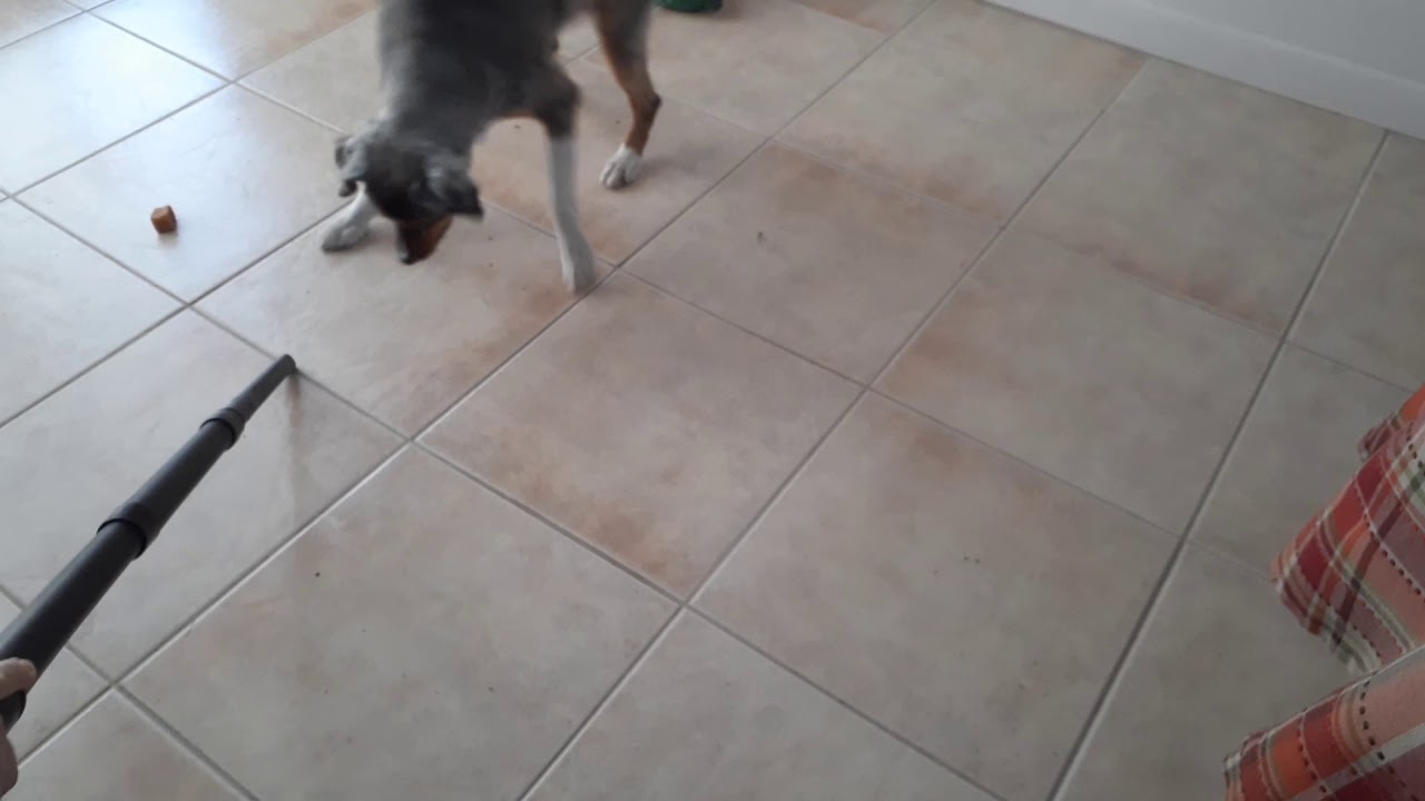My dog is attacking the vacuum # 1 - YouTube