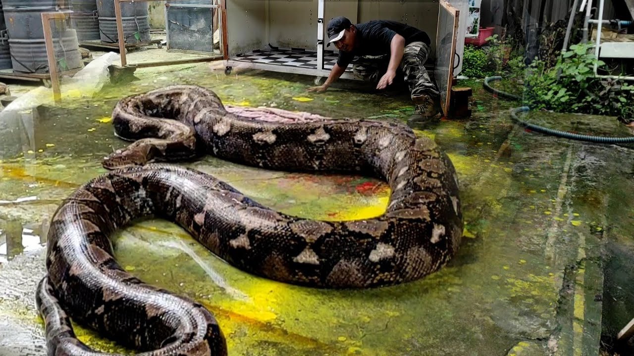 DETIK DETIK KELUARNYA SOSOK HERCULES MONSTER ULAR PYTHON RAKSASA ...