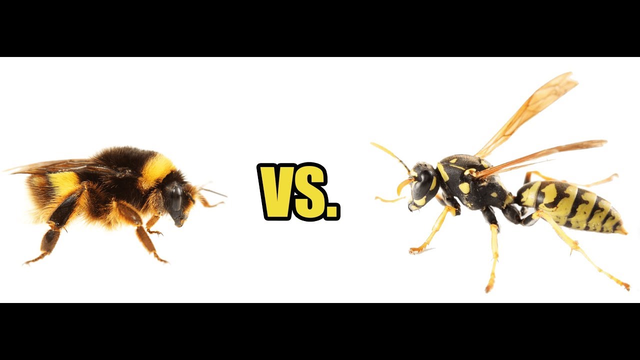 honey bee vs wasps - YouTube