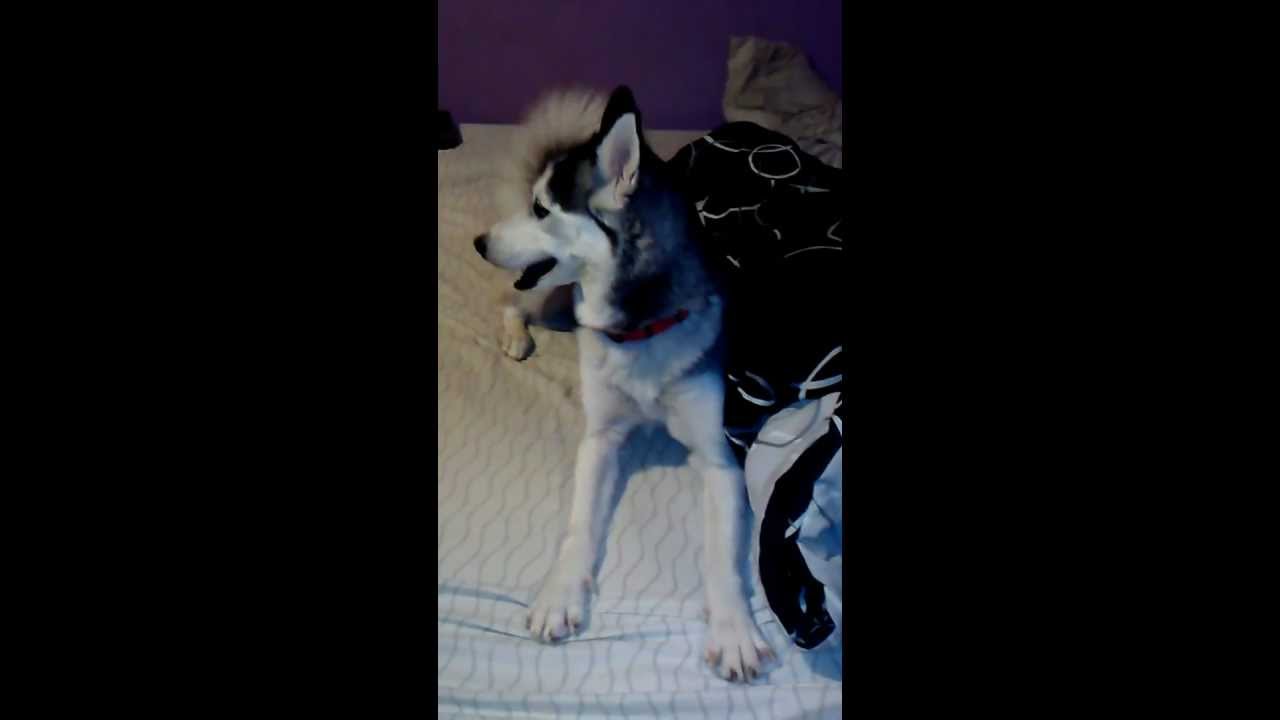 Crazy Husky Playing - YouTube