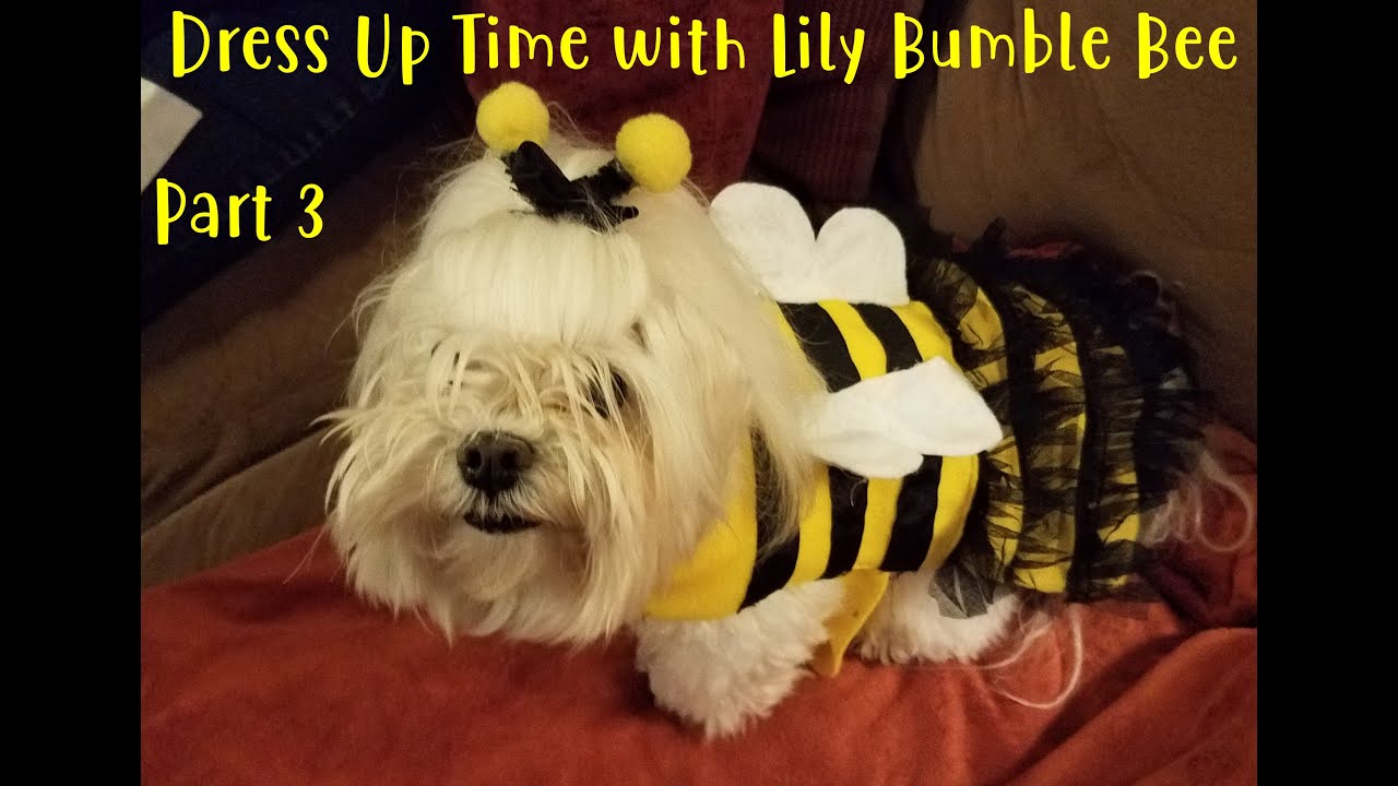 Dress Up Time With Lily Bumble Bee Part 3 - YouTube