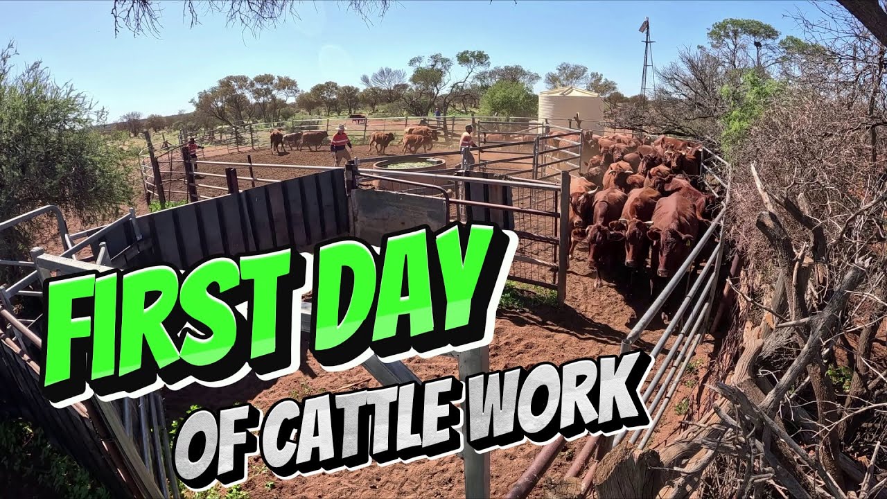 First Day of Cattle Work: Exploring Effective Cattle Handling - YouTube