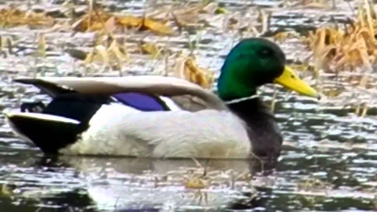Nikon P500 Extreme Zoom Test on Mallard Ducks - YouTube