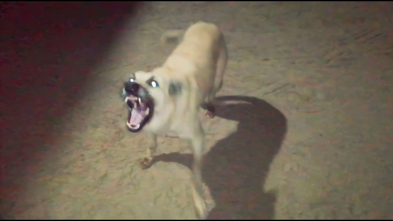real dog barking sound.angry dog powerful barking.dog voice..animal H 7 ...