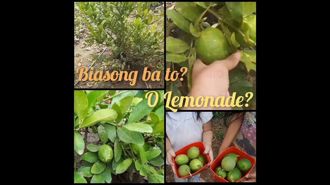 Biasong ba to? o Lemonade? | Threees Marias - YouTube