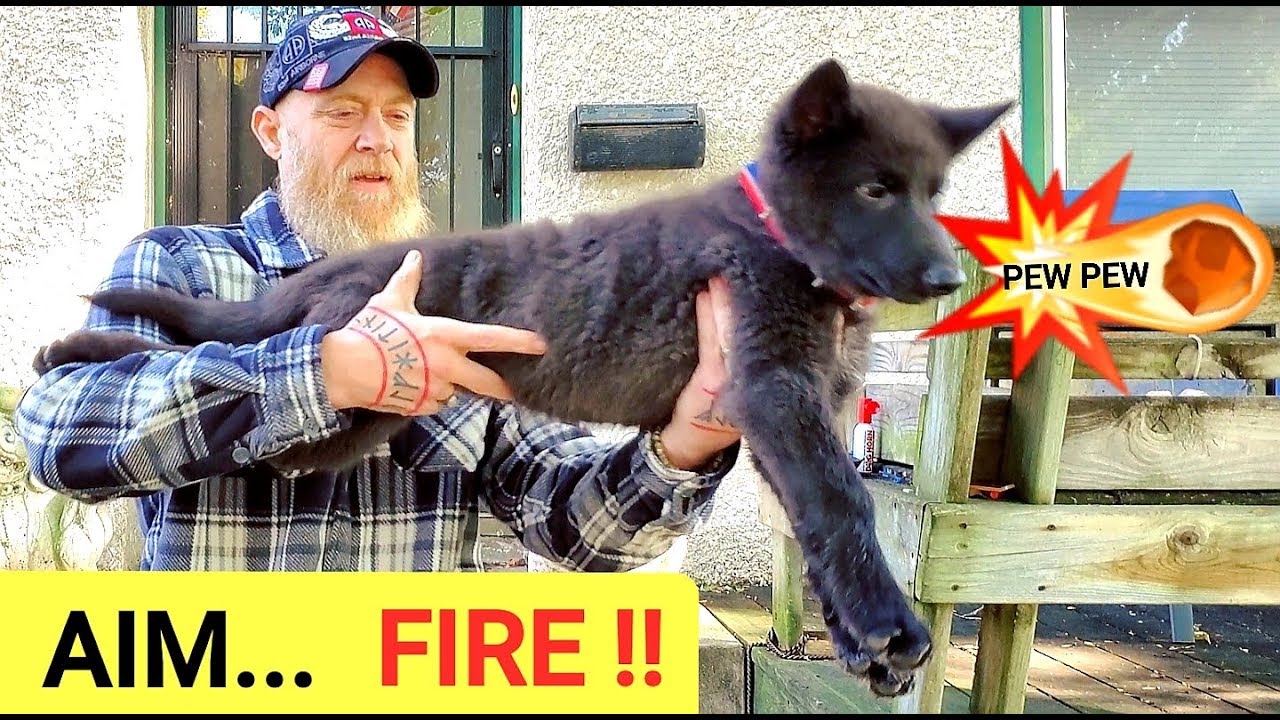 GIANT Puppies !! - Lycan Shepherd Puppy Update - 11wks - YouTube