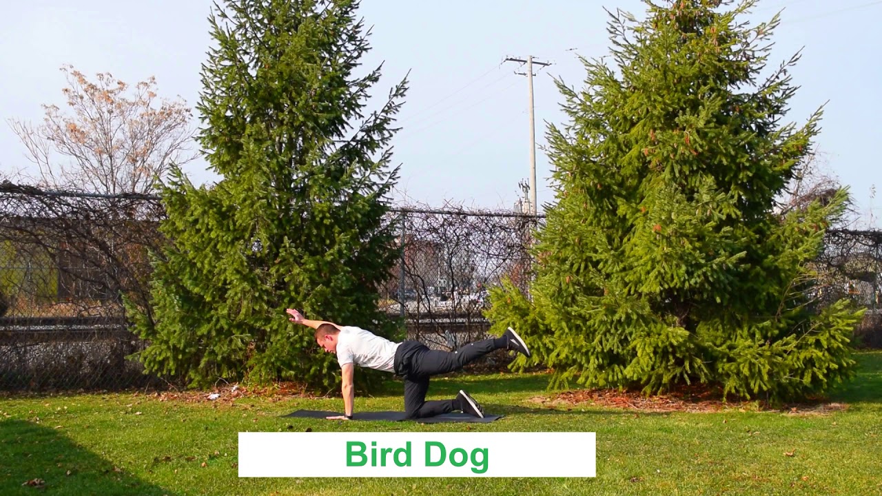 Best Core Exercises: Core Isometrics - Deadbug, Birddog, and Superman ...