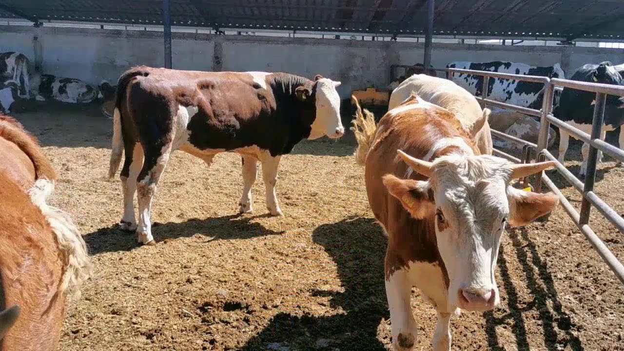 Bulls and Cows Meet First Time at The Farm #3 Real Farming 2019 - YouTube