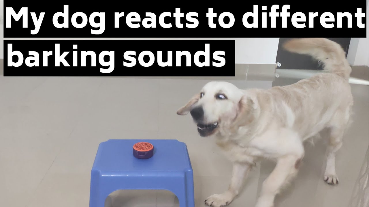 How my golden retriever dog shows funny reactions to different dog ...