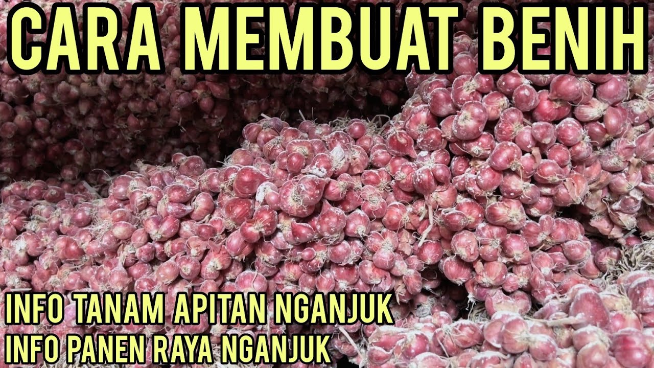 CARA MEMBUAT BENIH DAN INFO PANEN RAYA DI NGANJUK DAN INFO TANAM APITAN ...