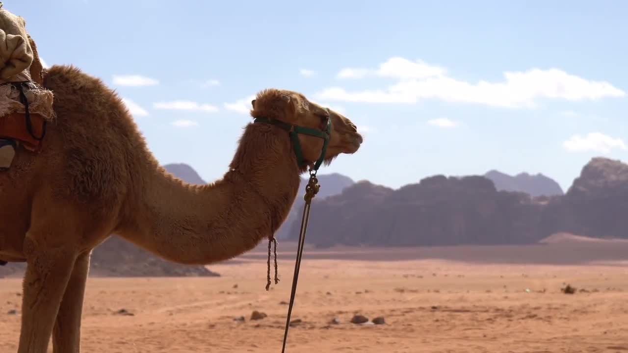 Camel In The Desert Stock Video - YouTube