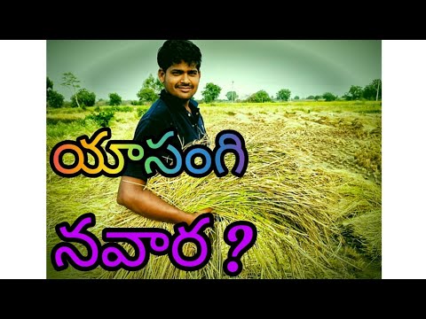 Navara|Red Rice|Yasangi vari|Erra Vari|Erra biyyam|Mahi Agri tech ideas ...