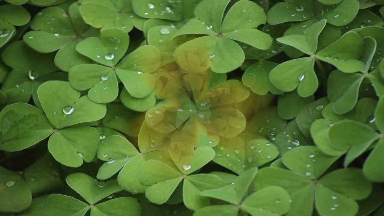 2D - Clover Warp - YouTube