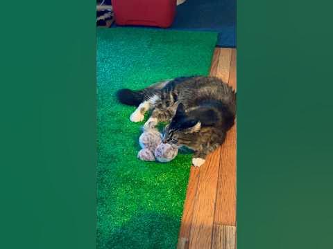 Cat playing with his new 🐦 toy #funnyshorts #cat #funnyshorts # ...