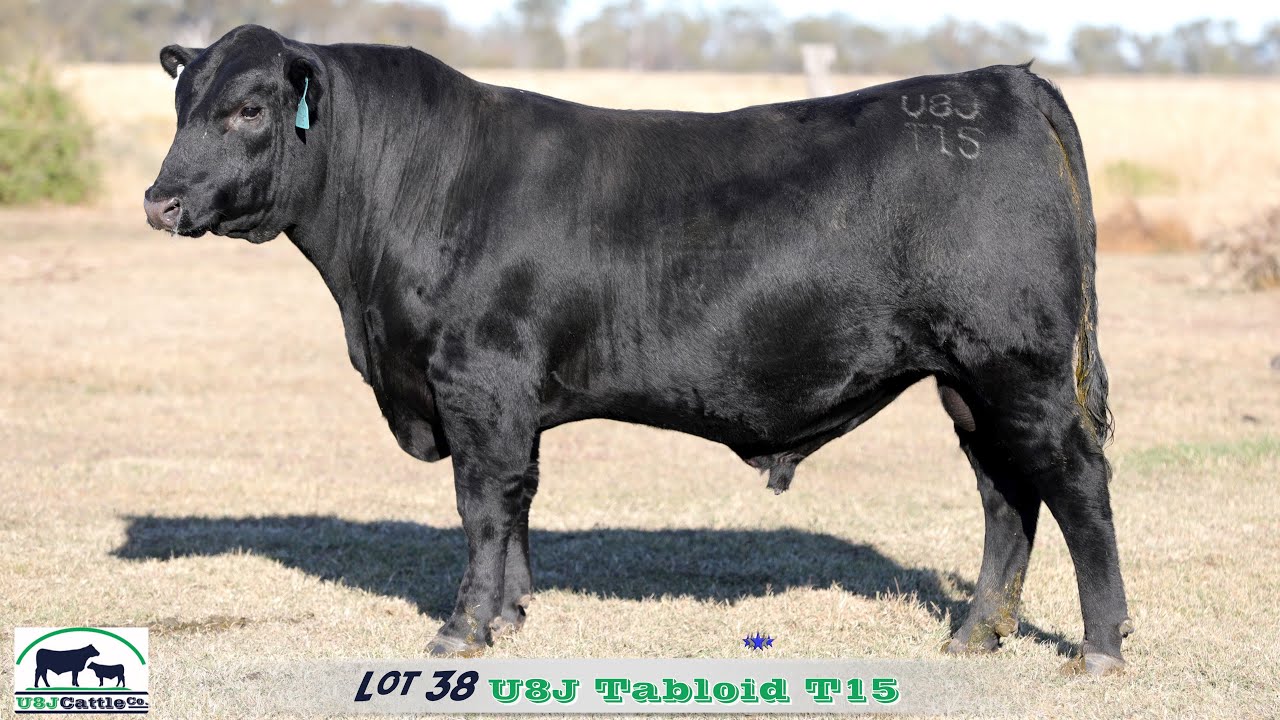 Lot 38 U8J Tabloid T15 - YouTube