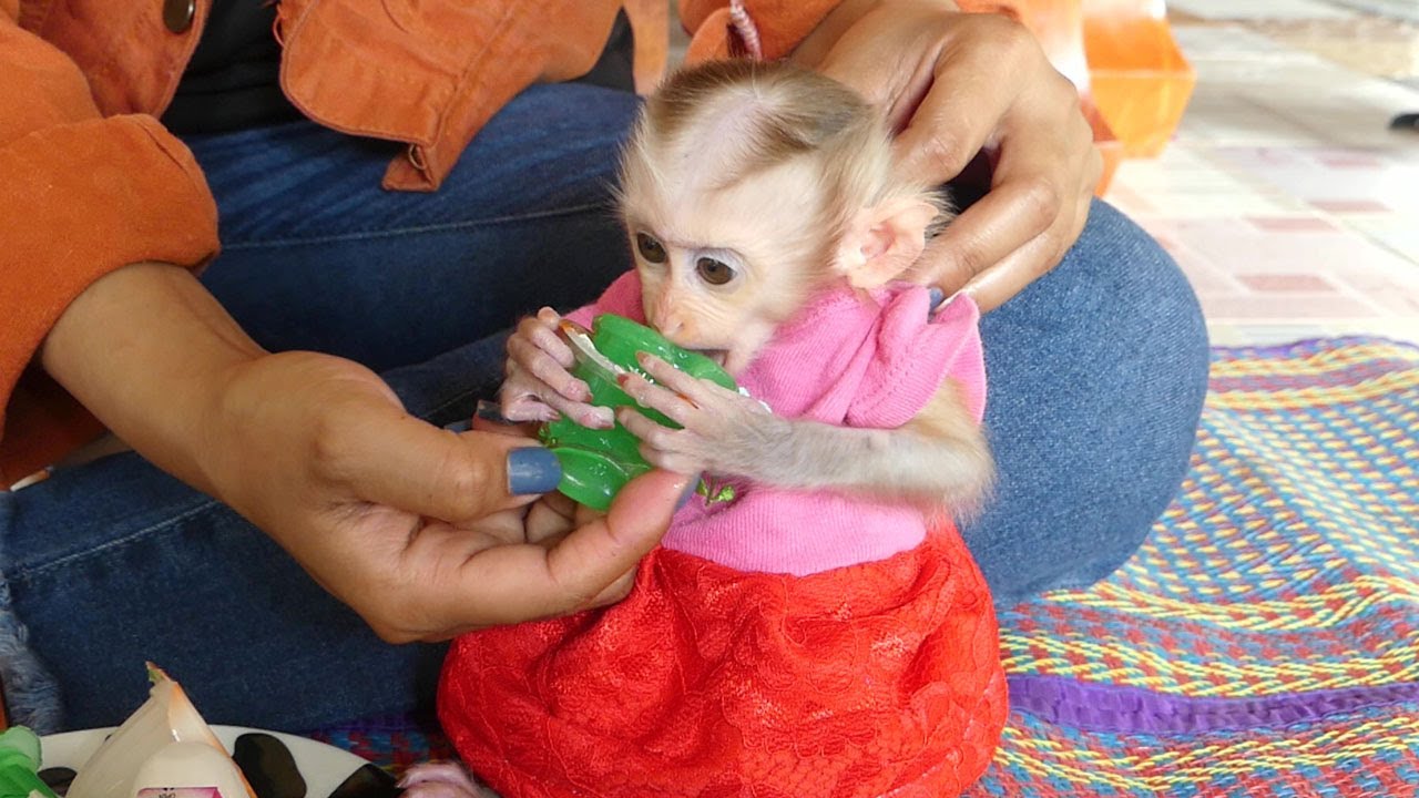 Wow So Delicious!! Small Baby Elan Like Eating Sweet Jelly So Much ...