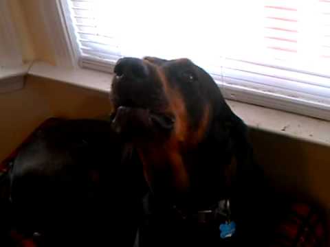 Coon Hound Howl - YouTube