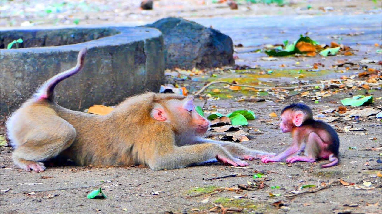 Best motivation...Mom SARIKA Praise her baby monkey SABA that can walk ...