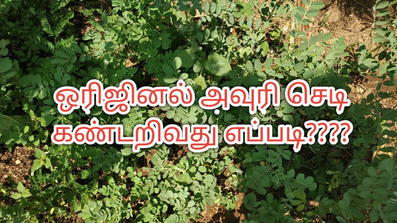 How To Find Indigo avuri Plant 