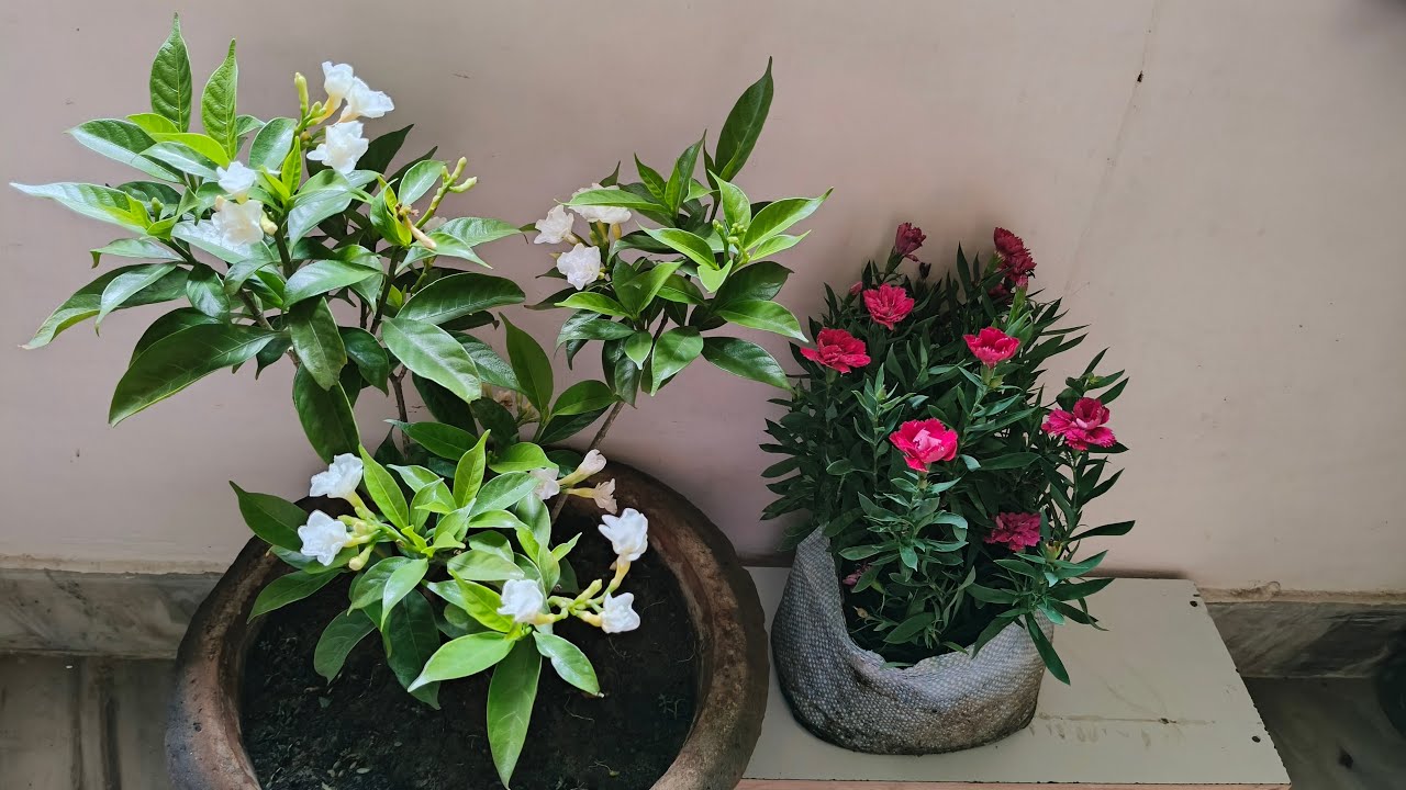 My Gardening Tours is live Double Petal Chandani Flower Plant And ...