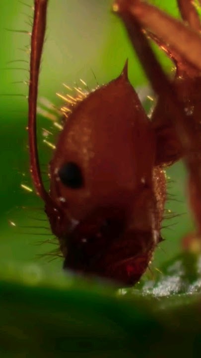 El SECRETO de las Hormigas CORTADORAS de HOJAS #viral #ants #especies #curiosidades #insectos ...