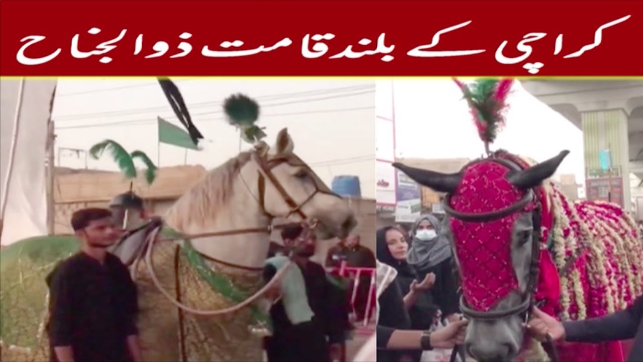 Best Zuljinah's Of Karachi | Zuljanah | DulDul Badshah | Sarkar e ...