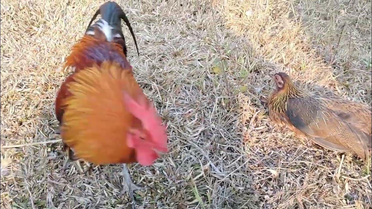 mus dib qaib qus tuaj zoo heev li nb - YouTube